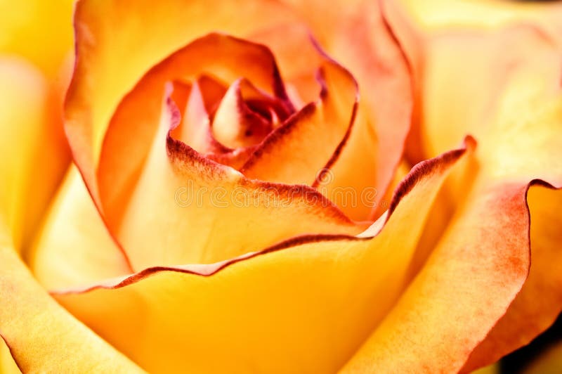 Yellow Red Orange Rose Petals Stock Image - Image of yellow, pretty ...
