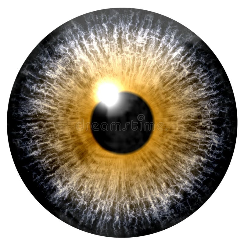 Abstract Yellow Eye Isolated on White Stock Illustration - Illustration ...