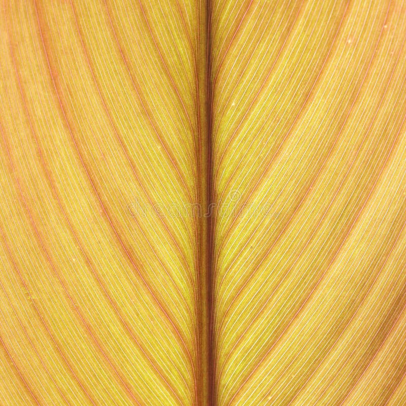 Abstract Yellow Leaf Lines Background Texture Stock Photo - Image of ...