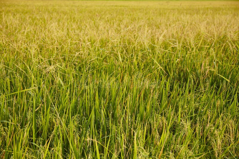 Autumn rice field texture stock image. Image of natural - 846405