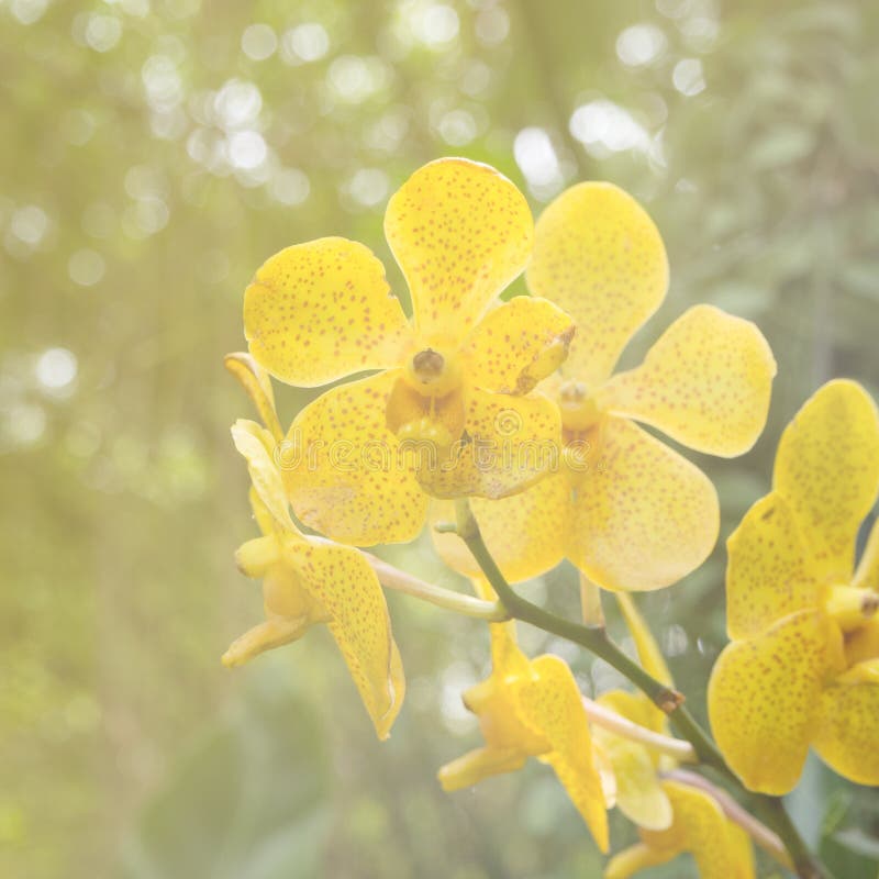 Abstract Yellow Vanda Orchid Stock Photo - Image of leaf, botanical ...