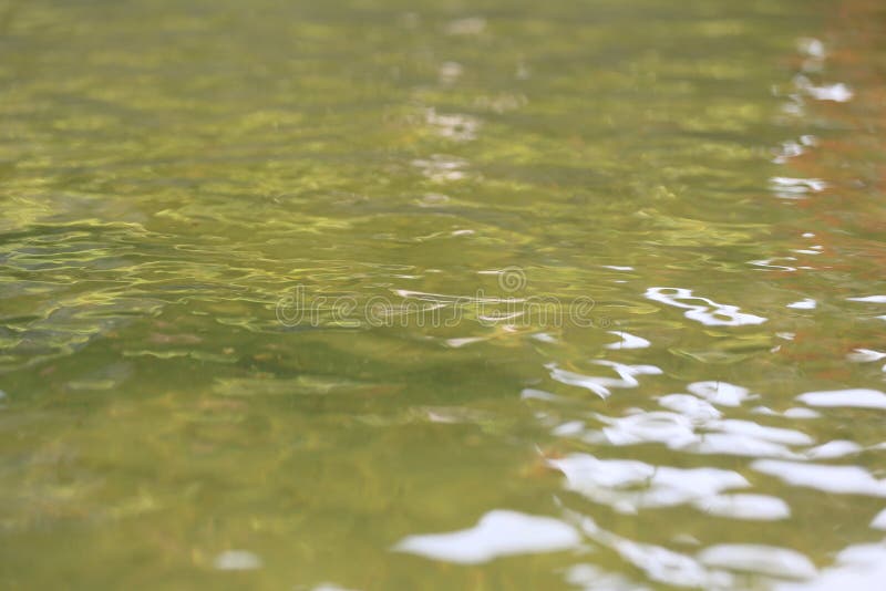 Abstract Yellow Water in Pond. Stock Photo - Image of ripple, nature ...