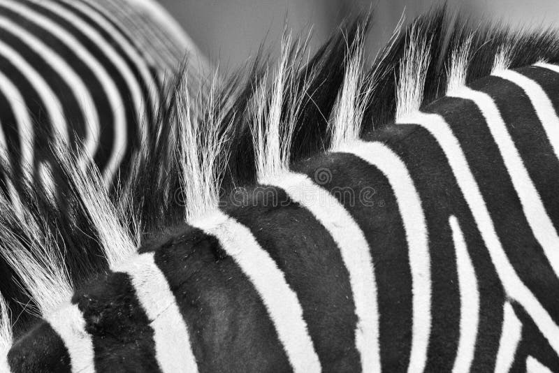 Abstract Zebra Stripes Pattern Stock Image - Image of texture, color ...