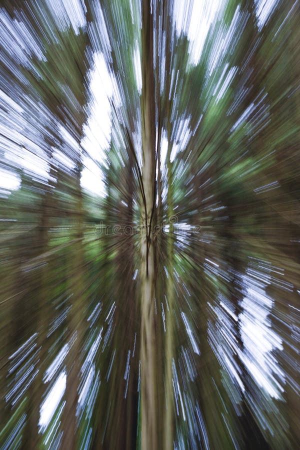 2,959 Trees Zoom Stock Photos - Free & Royalty-Free Stock Photos from ...