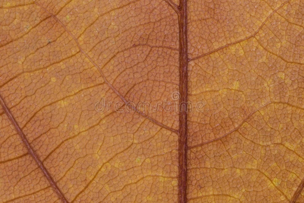 Close Up of Maple Leaf Texture Stock Photo - Image of plant, abstract ...