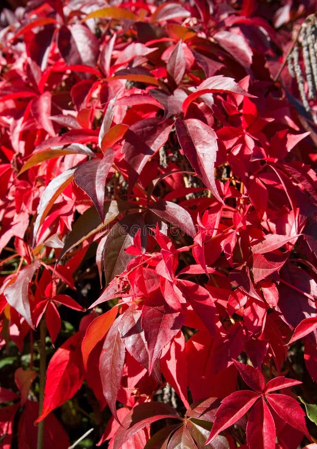 Abstracte Foto Van De Rode Bladeren Van De Wilde Wingerd Stock Foto ...