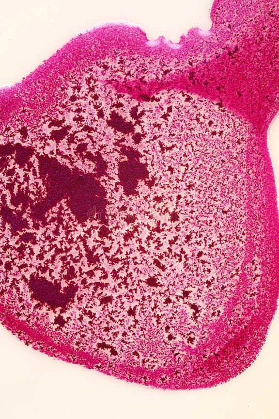 Abstracte Natte Verf in Scharlaken Stock Foto - Image of verven ...