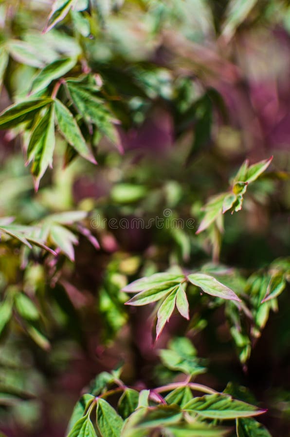 Abstraction Growing Green Leaves on a Light Background Outdoors Stock ...