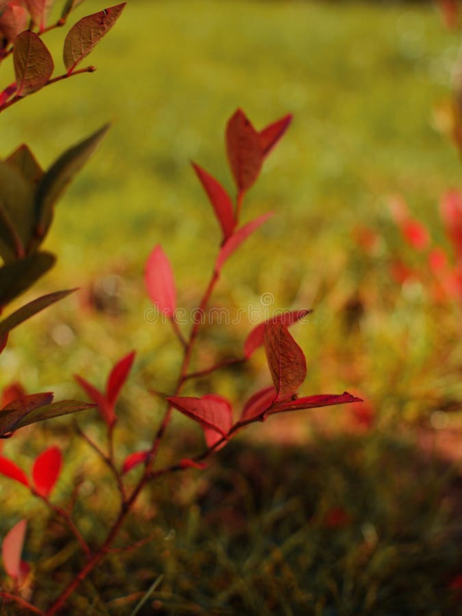 Abstraction Growing Green Leaves on a Light Background Outdoors Stock ...
