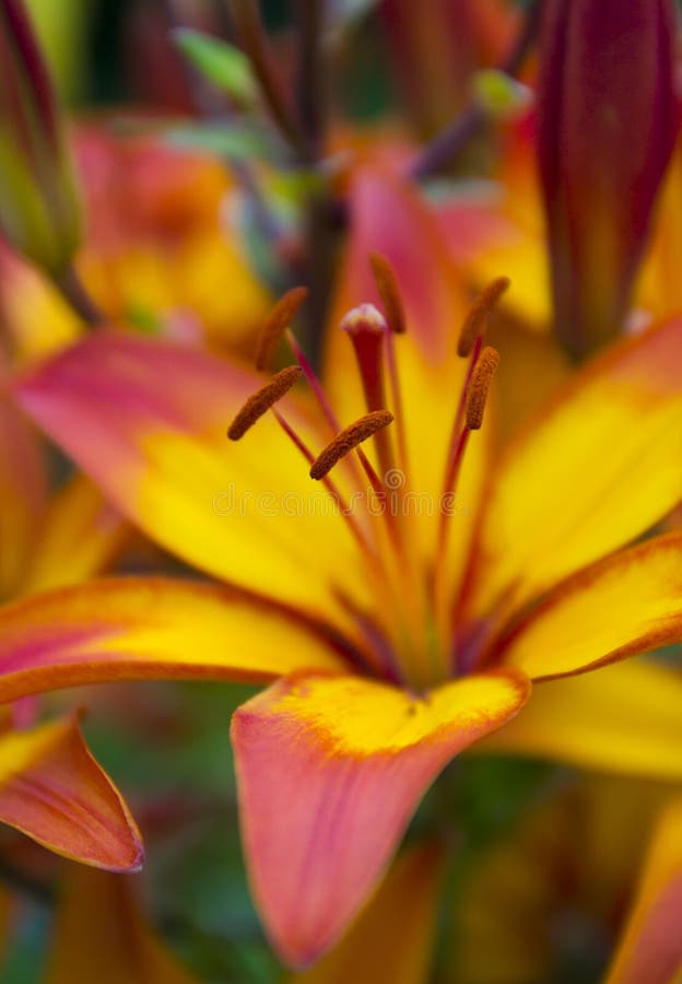 Abstraction nice day lilly stock image. Image of leaf - 43682017