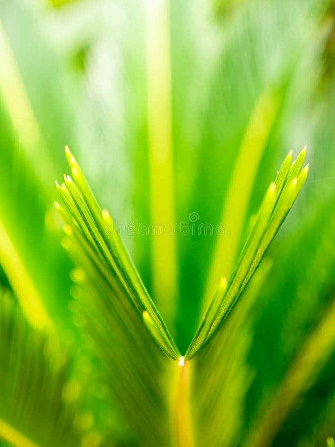 Abstraction of the Sago Palm Leaf Edge Stock Image - Image of forest ...