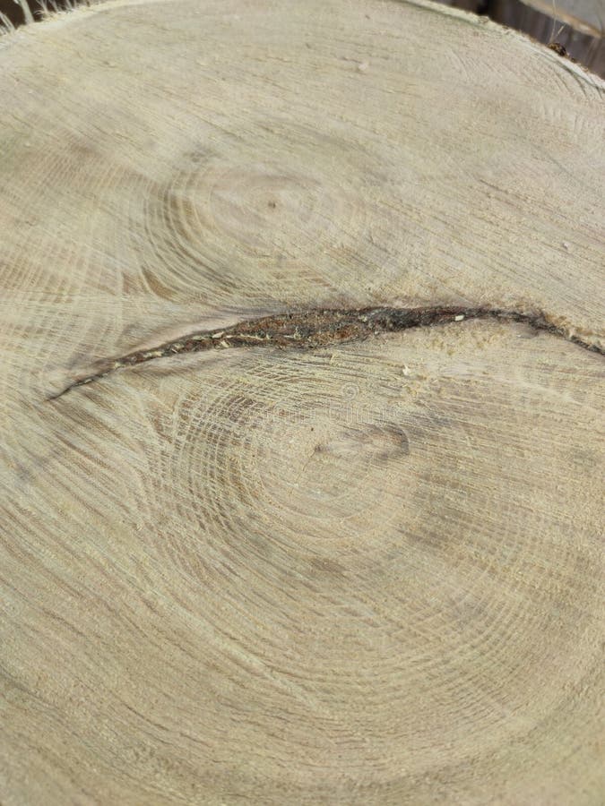 Abstraction of Tree Growth Rings Stock Photo - Image of flooring, wall ...