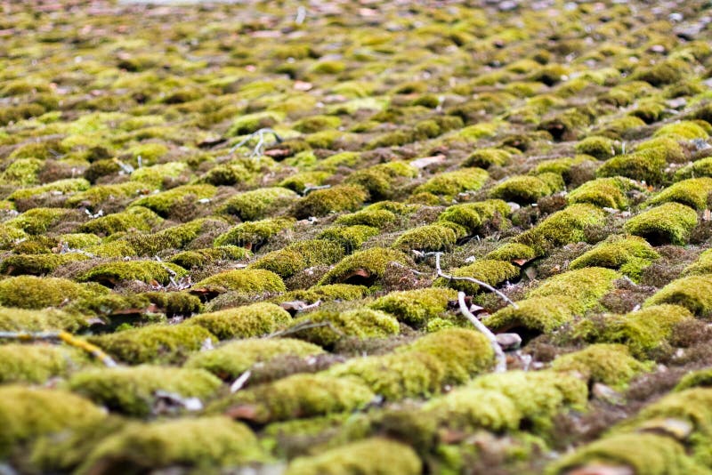 Abstrakt Bakgrund Växt Mosstak Arkivfoto - Bild av grön, band: 8992166