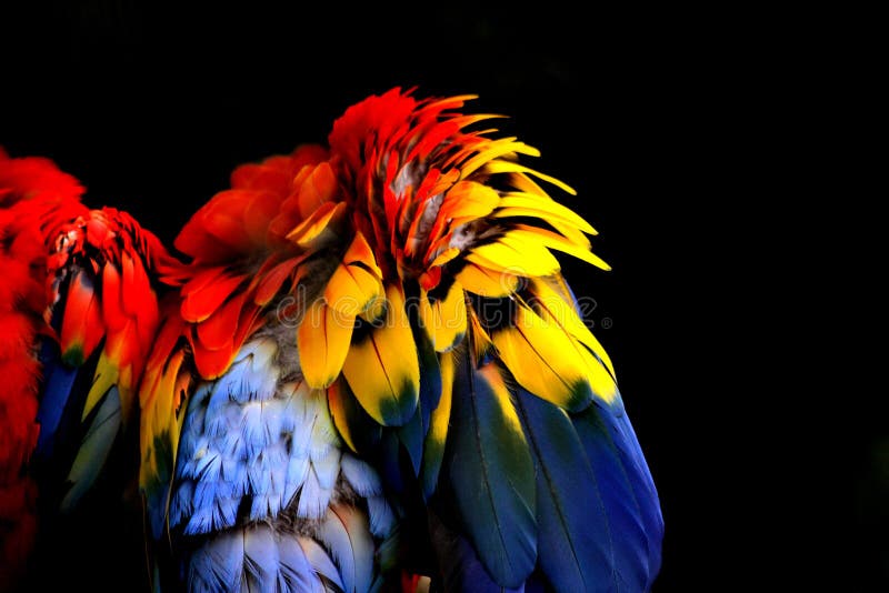 Abstrakte bunte Federn stockbild. Bild von federn, feder - 28858255