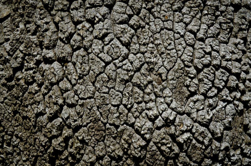 Abstrakte Holzstruktur Bellen Eine Eiche Stockfoto - Bild von zerfall ...