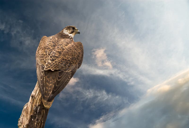 Falke-Adler, Der Auf Dem Land Sitzt Stockbild - Bild von adler, park ...