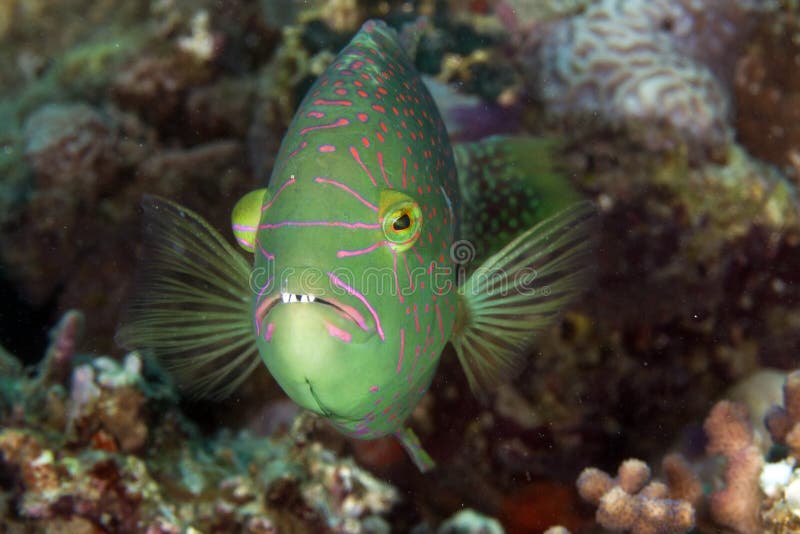 Cheilinus Abudjubbe Photos - Free & Royalty-Free Stock Photos from ...