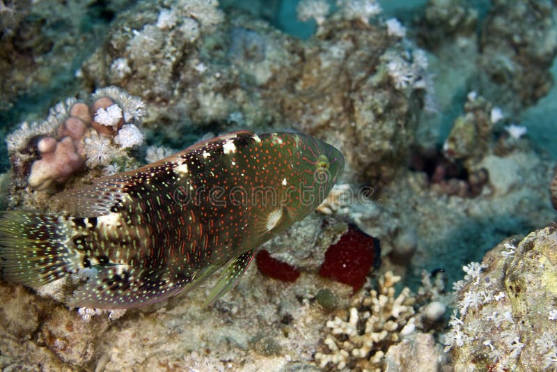 Abudjubbe Wrasse (cheilinus Abudjubbe) Stock Image - Image of saltwater ...