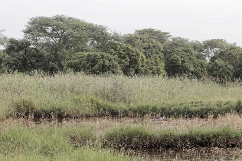 The Abuko Rice Fields in the Gambia Stock Image - Image of food ...