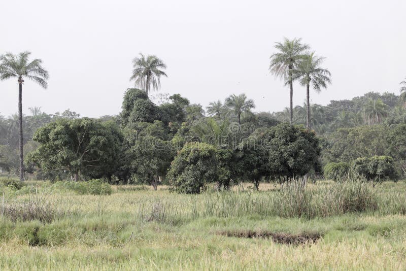 The Abuko Rice Fields in the Gambia Stock Photo - Image of flora ...