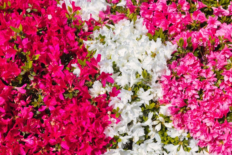 Abundance of Azalea Flowers with Different Colors Stock Photo - Image ...