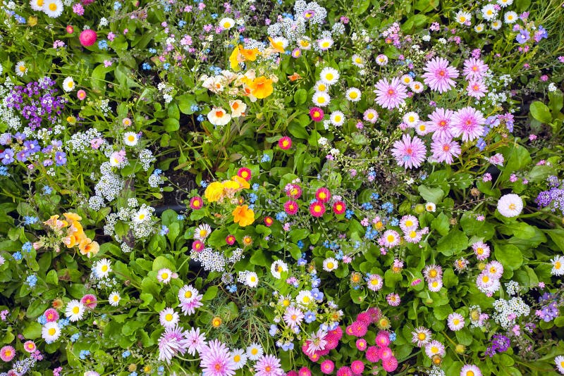 Abundance of Blooming Wild Flowers on the Meadow at Spring Time. Stock ...