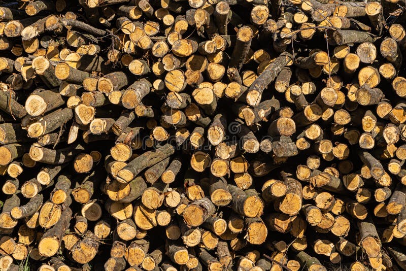 An Abundance of Logs Stacked Up in the Spring Sunshine Stock Photo ...