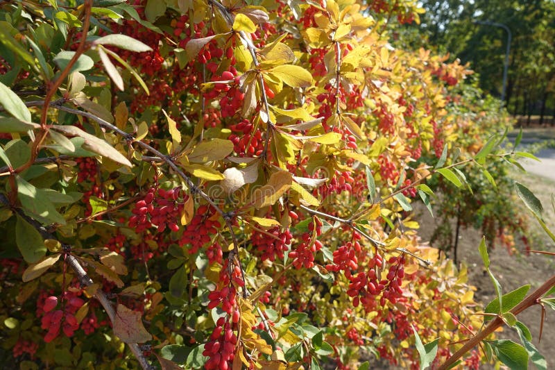 Abundance of Red Berries in the Leafage of Barberry in September Stock ...