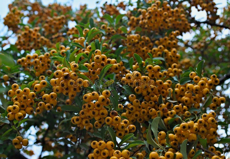 Abundance of Small Orange Berries on a Bush, Autumn Time Stock Image ...
