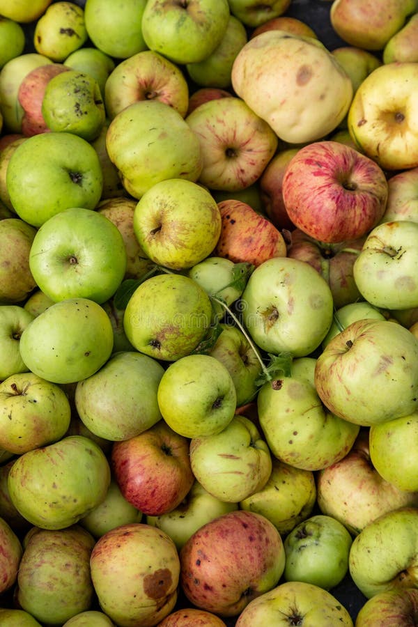 An Abundance of Windfall Apples in September Stock Image - Image of ...