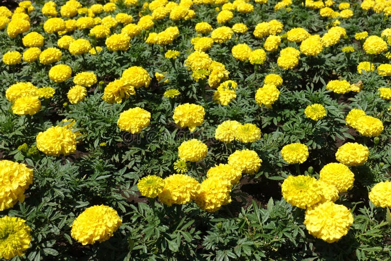 Abundance of Yellow Flowers of Tagetes Erecta Stock Image - Image of ...
