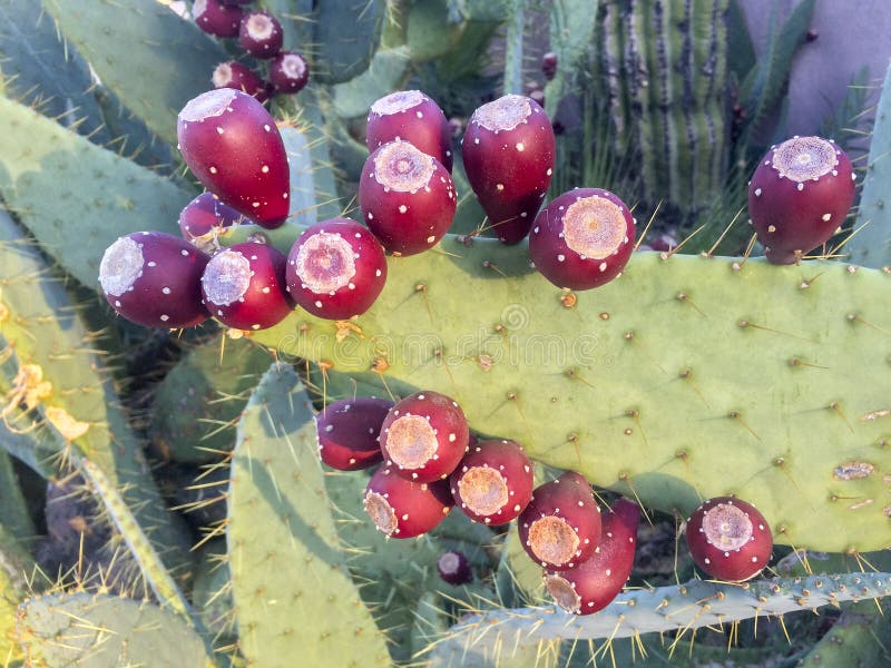 Frutas Del Cactus Del Higo Chumbo Foto de archivo - Imagen de ...