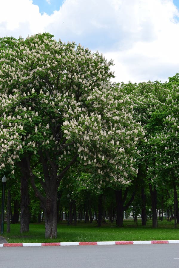 Abundant Chestnut Blooms in a Park Setting Stock Photo - Image of trees ...