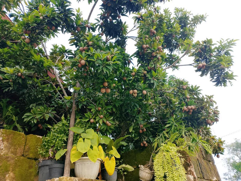 Abundant Fruit Tree stock image. Image of daytime, tree - 384350581