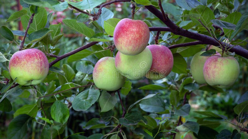 Abundant Harvest of Apples on Apple Tree Branch. Stock Image - Image of ...