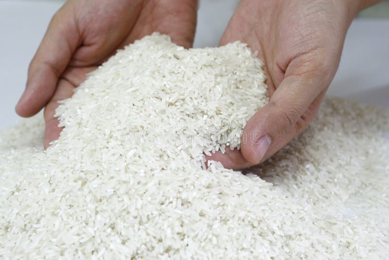 Abundant rice supply stock image. Image of donation, seed - 7904211