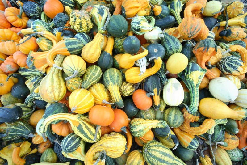 Gourds and more Gourds stock image. Image of vacation - 6838065