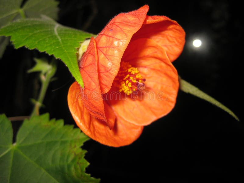 Abutilon Flower stock photo. Image of green, nature, plant - 52793810
