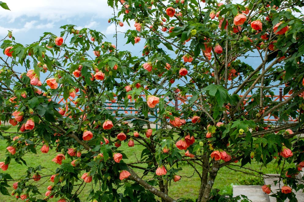 Abutilon Known As Chinese Lantern or Parlor Maple Stock Photo - Image ...