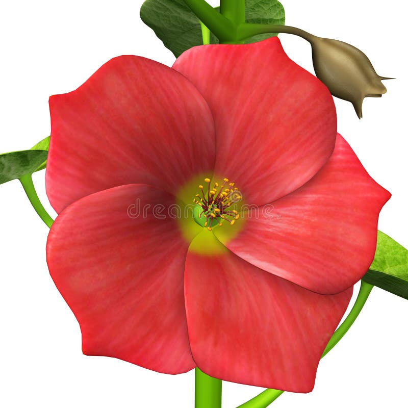 Beautiful Abutilon Flowers On Climbing Twigs On White Background ...