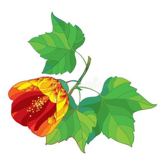 Stem of Outline Abutilon or Indian Mallow Orange Flower and Green Leaf ...
