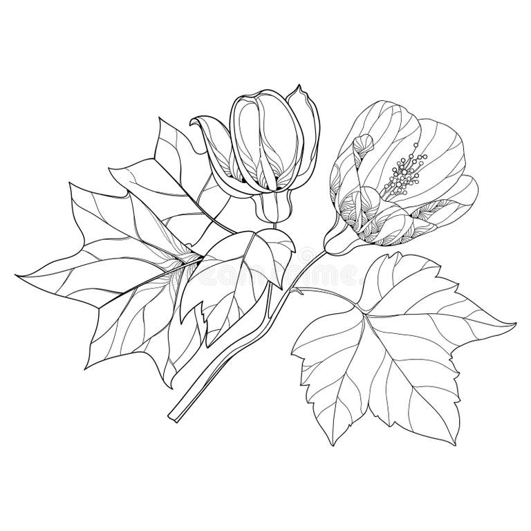 Branch with Outline Abutilon or Indian Mallow Flower and Leaf in Black ...