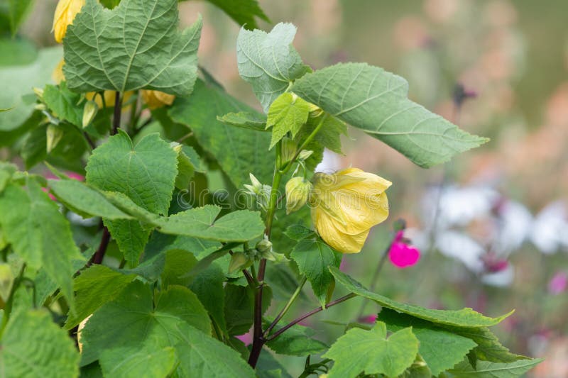 Abutilon Lemon Queen Flower Stock Photo - Image of outdoors, foliage ...