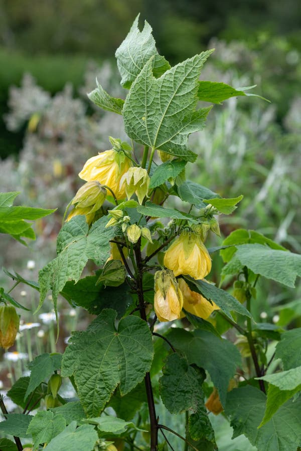 Abutilon Lemon Queen Flowers Stock Photo - Image of horticulture ...
