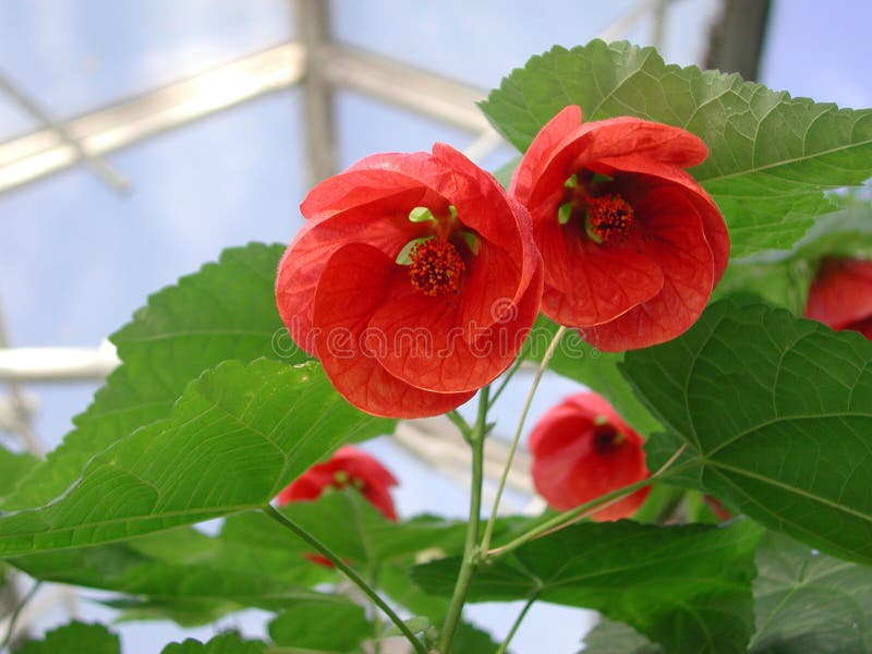 Abutilon red flowers stock image. Image of maple, flowering - 149805859
