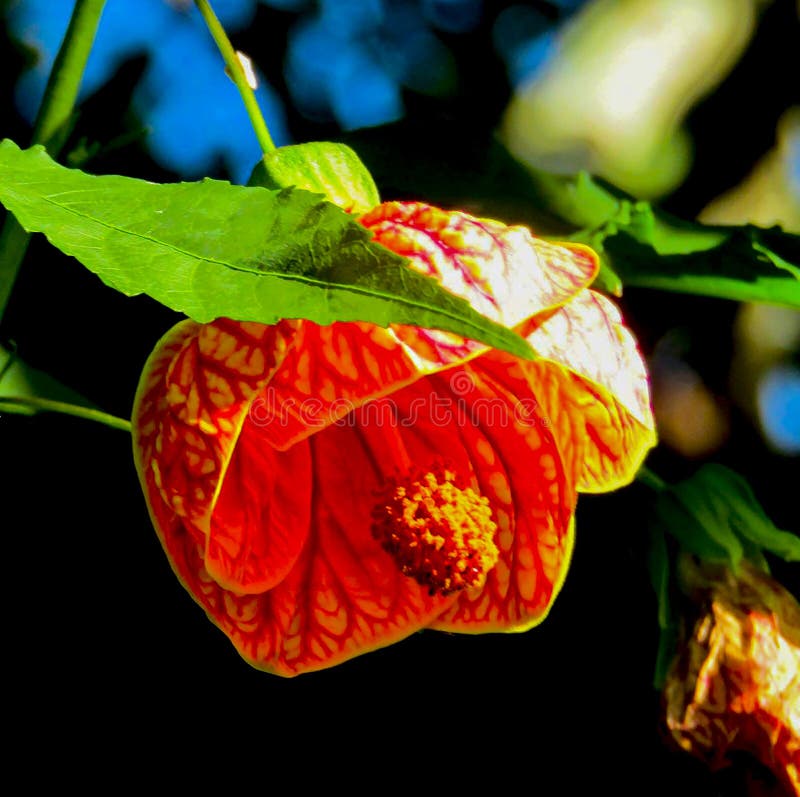 Abutilon Striatum stock image. Image of bloom, floral - 227441635