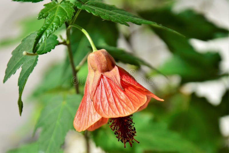 Abutilon Striatum Flower Buds Stock Image - Image of yardn, details ...