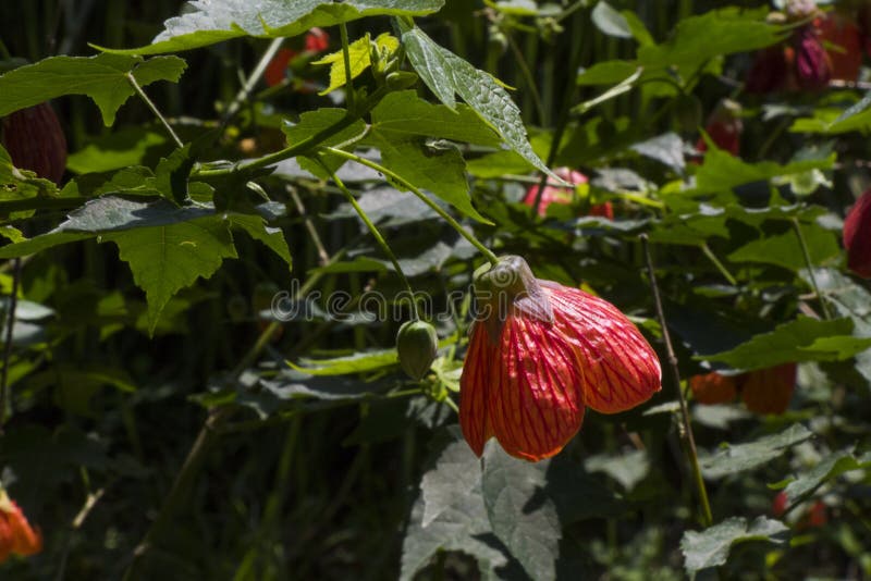 Abutilon Striatum Flower, Red Flower, Malvaceae Stock Image - Image of ...