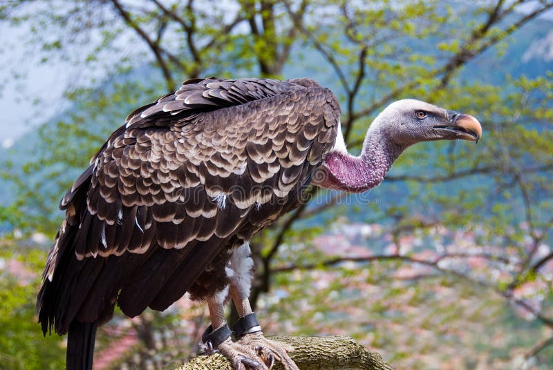 Abutre africano do cabo imagem de stock. Imagem de majestoso - 9195701
