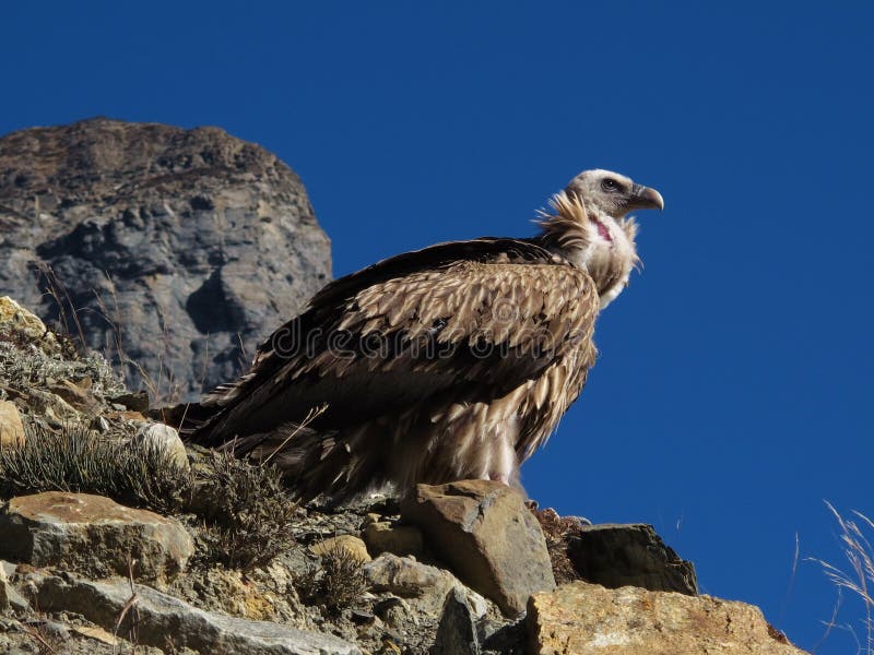 Abutre branco-Rumped imagem de stock. Imagem de nave - 36386915